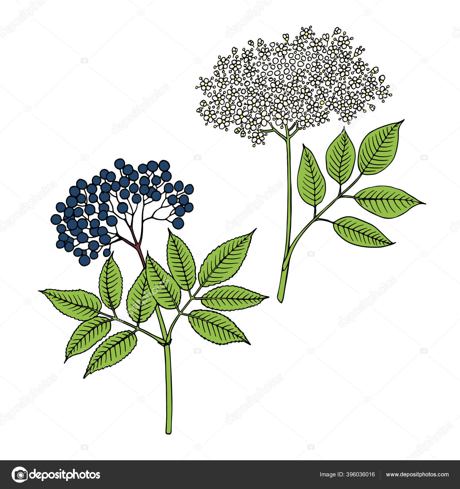 Bayas Saúco Sambucus Nigra Frutas Flores Hojas Ilustración Vectorial ...