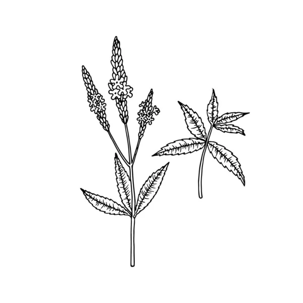 American Blue Vervain Verbena Hastata Vector Hand Drawn Illustration ...