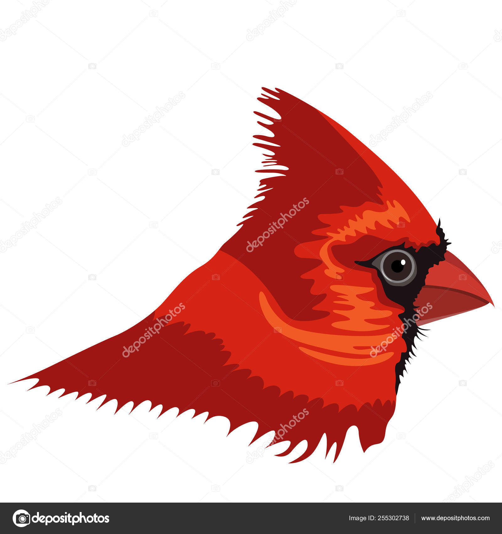 Cardinal Head Vector