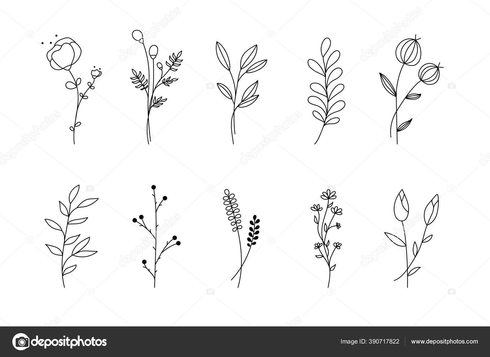 Hand drawn flower branch set. Simple floral graphic sketch with leaves ...