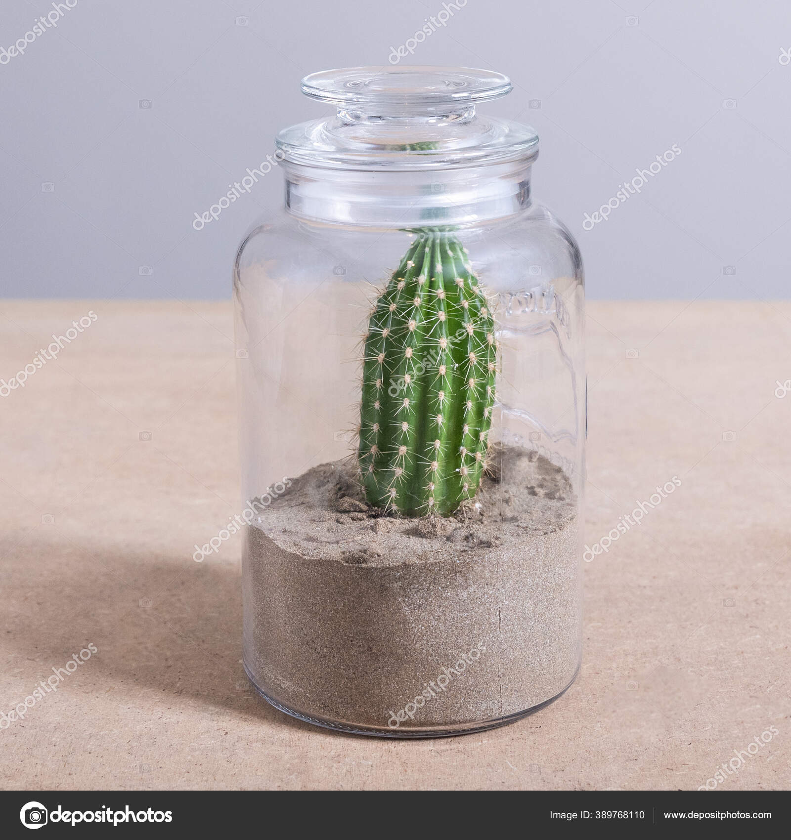 Armatocereus Godingianus Cactus Glass Jar — Stock Photo © Farhadib ...