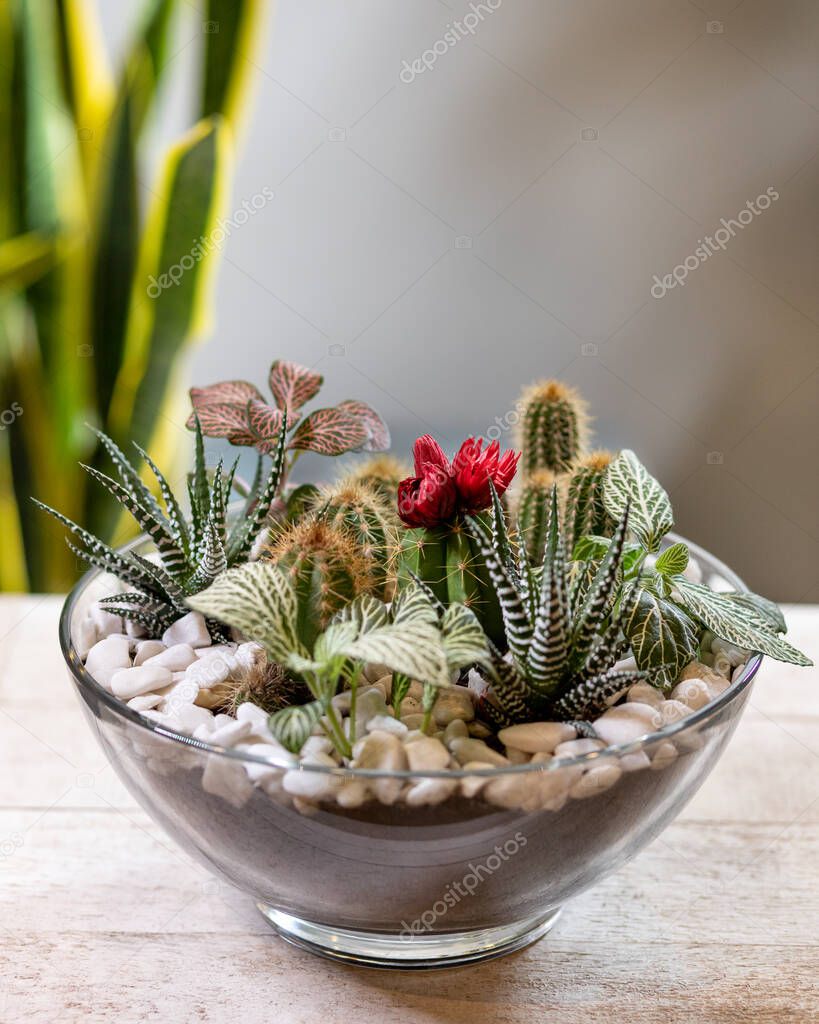 Hermoso terrario con suculento, cactus, flor, roca, arena en el ...