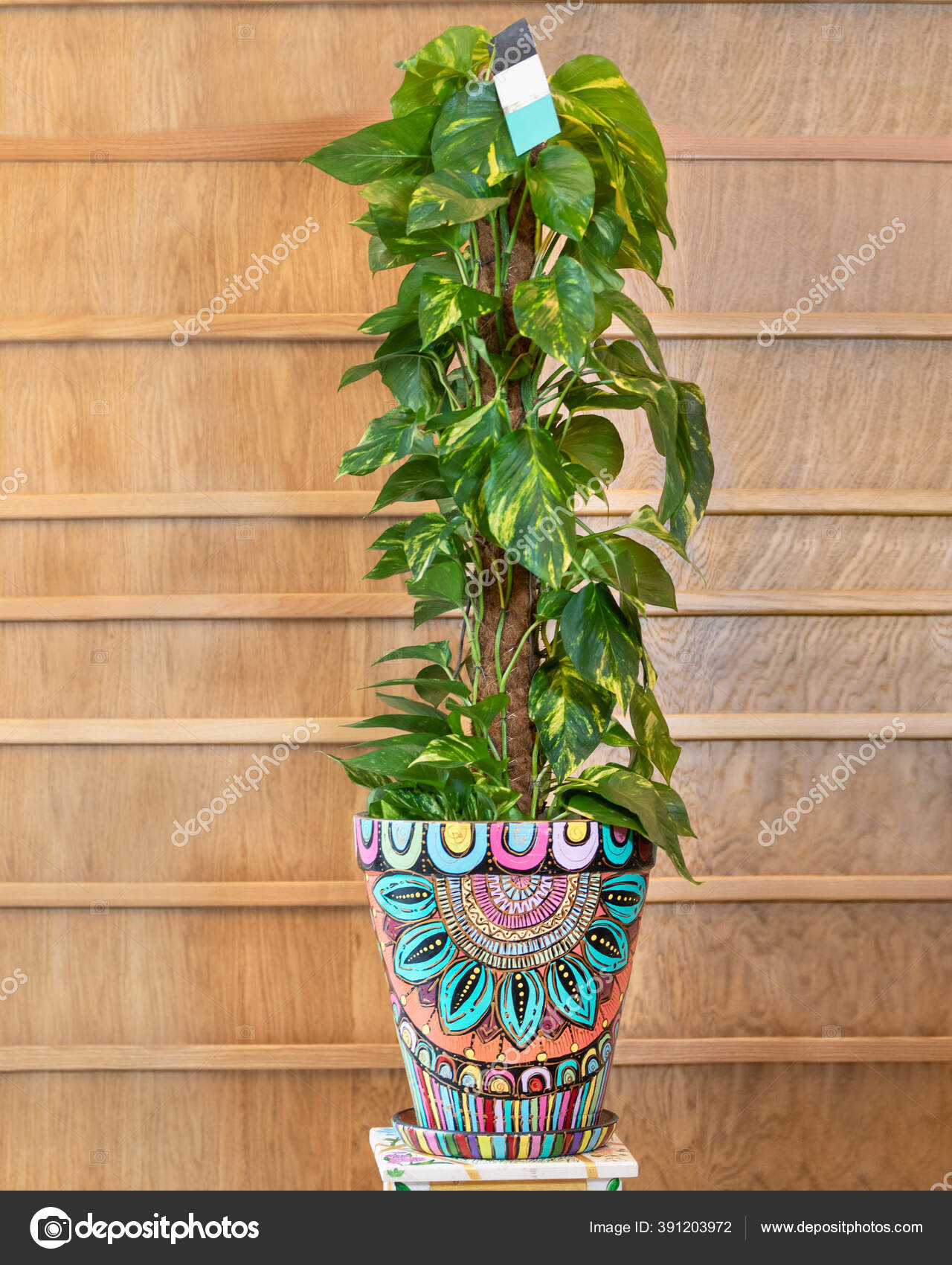 Epipremnum Aureum Golden Pothos Moss Pole Olla Abstracta Pintada Mano ...