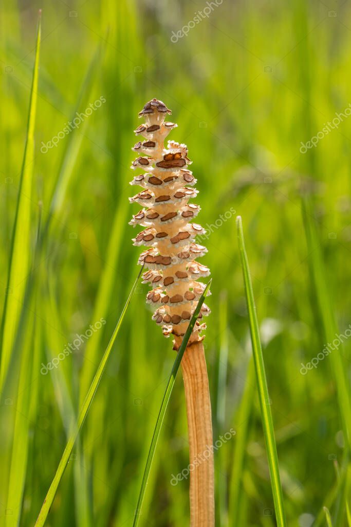 Equisetum arvense es una planta herbácea perenne de la familia ...