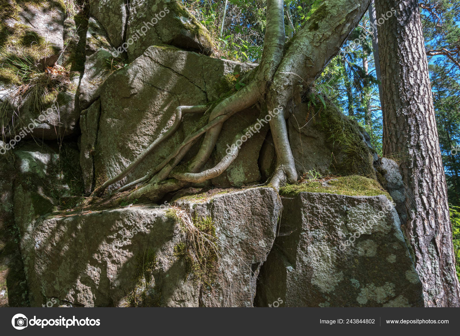 Roots Trees Woven Cliffs Rock Wonderful Island Valaam Located Lake ...