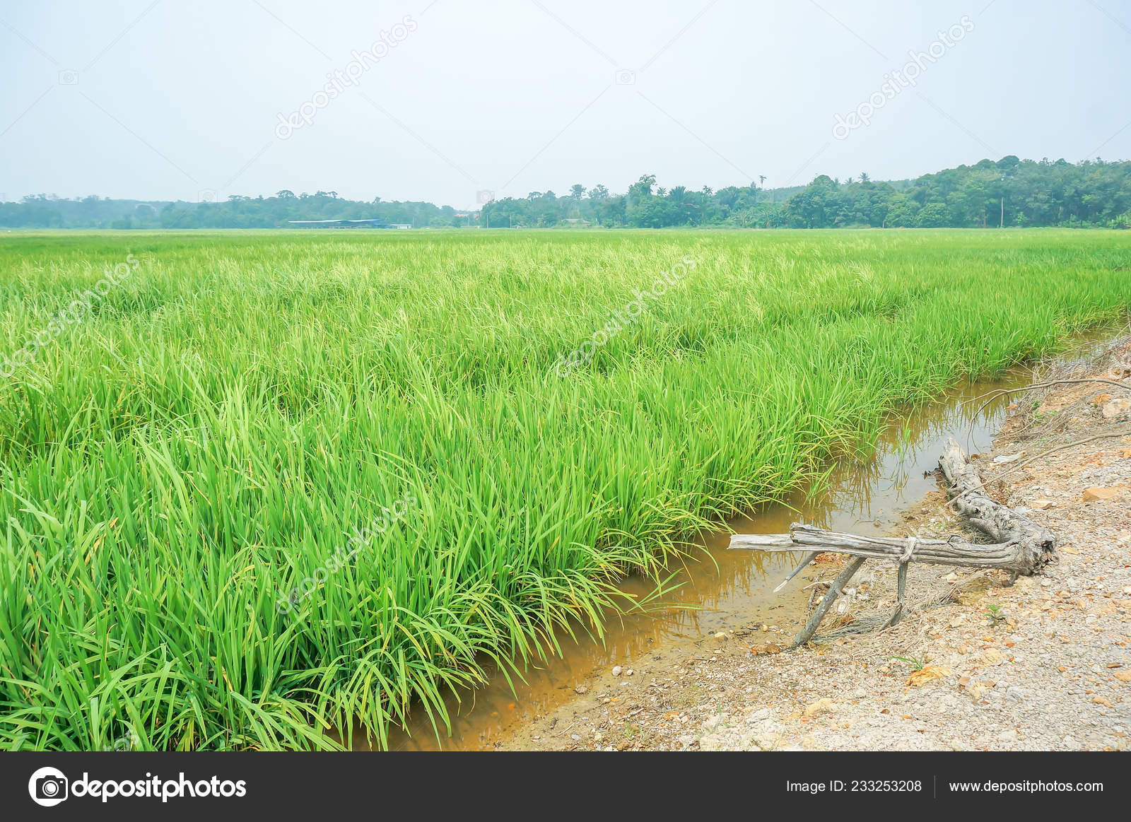 Beautiful Landscape Rice Fields Paddy — Stock Photo © shahril #233253208