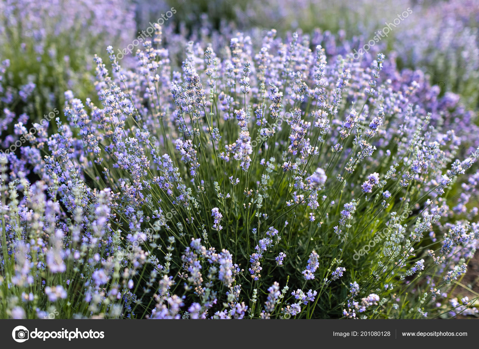 Beautiful Violet Lavender Flowers Field — Stock Photo ...