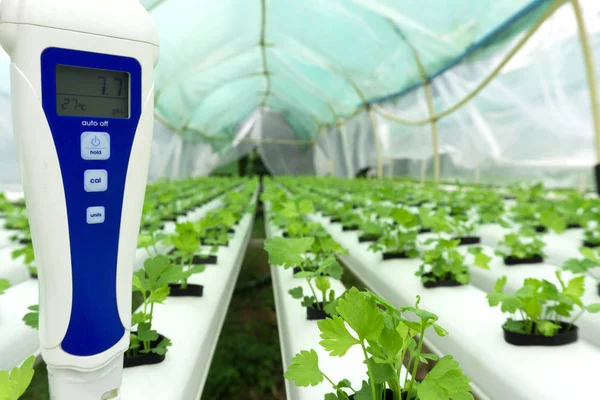 Growing vegetables sensor Stock Photos, Royalty Free Growing vegetables ...