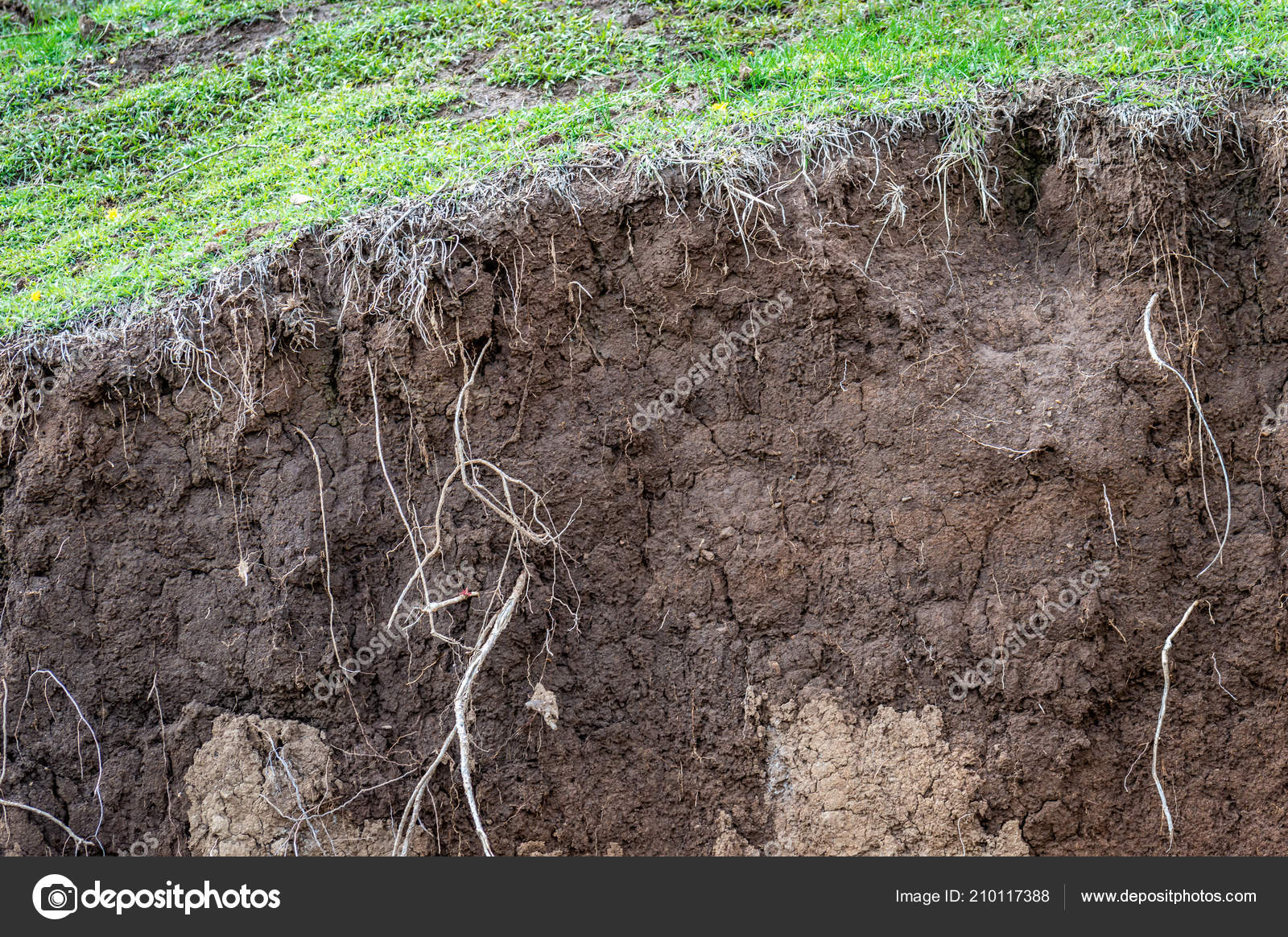 Bodenschichten Feuchte Bodenwurzeln Bodenprofil Bodenzonen Gras Das Auf ...
