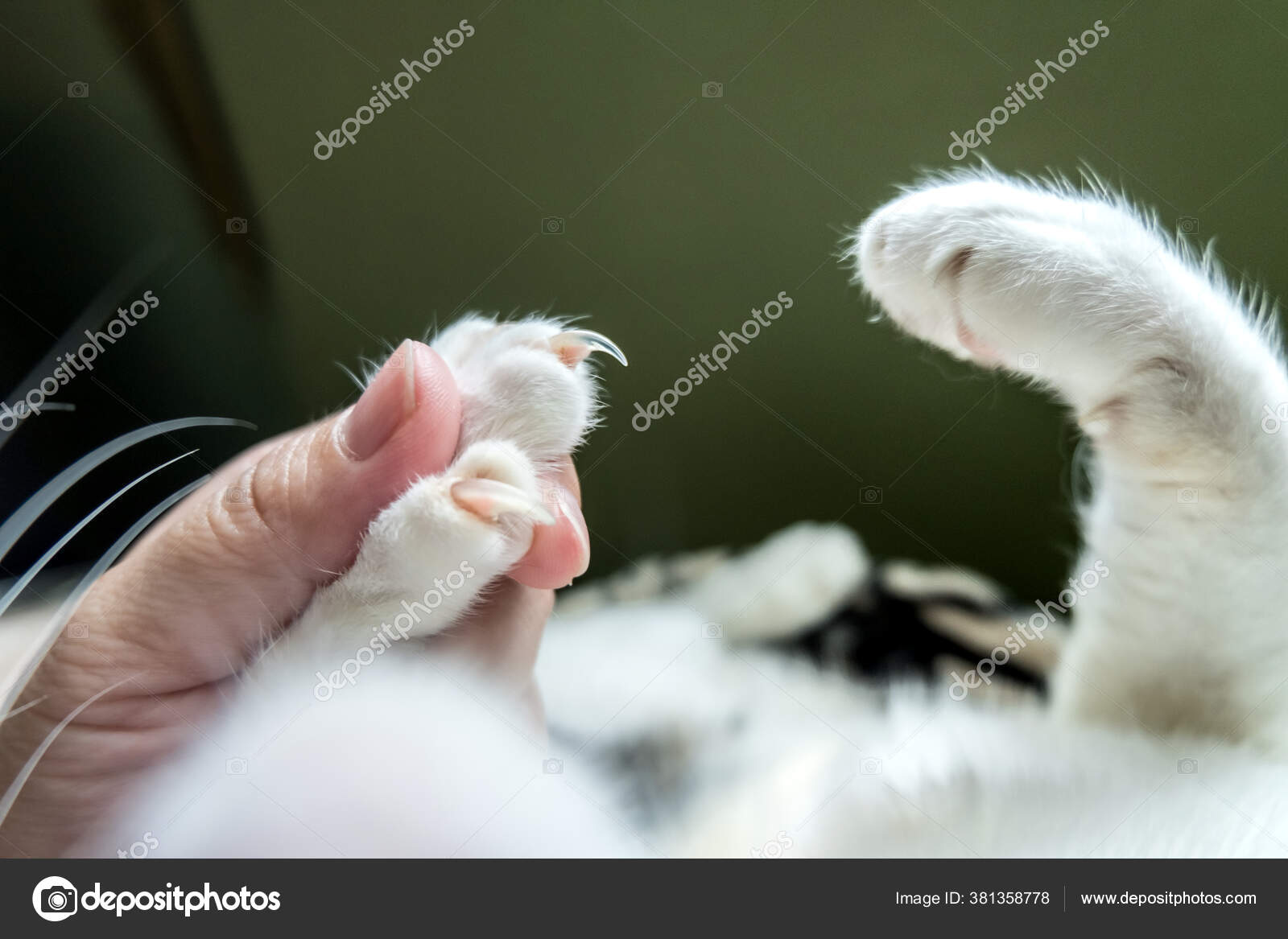 Image Shows Captured Cat Feet Cutting Nails Claws Stock Photo by ...