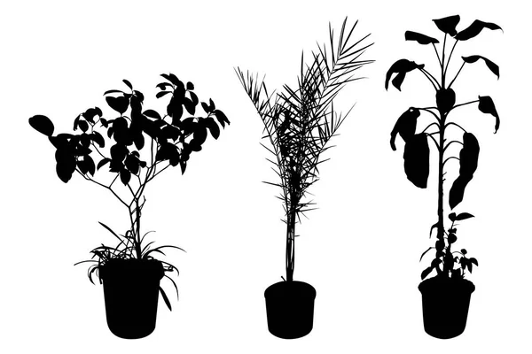 Indoor plants silhouette Vector Art Stock Images | Depositphotos