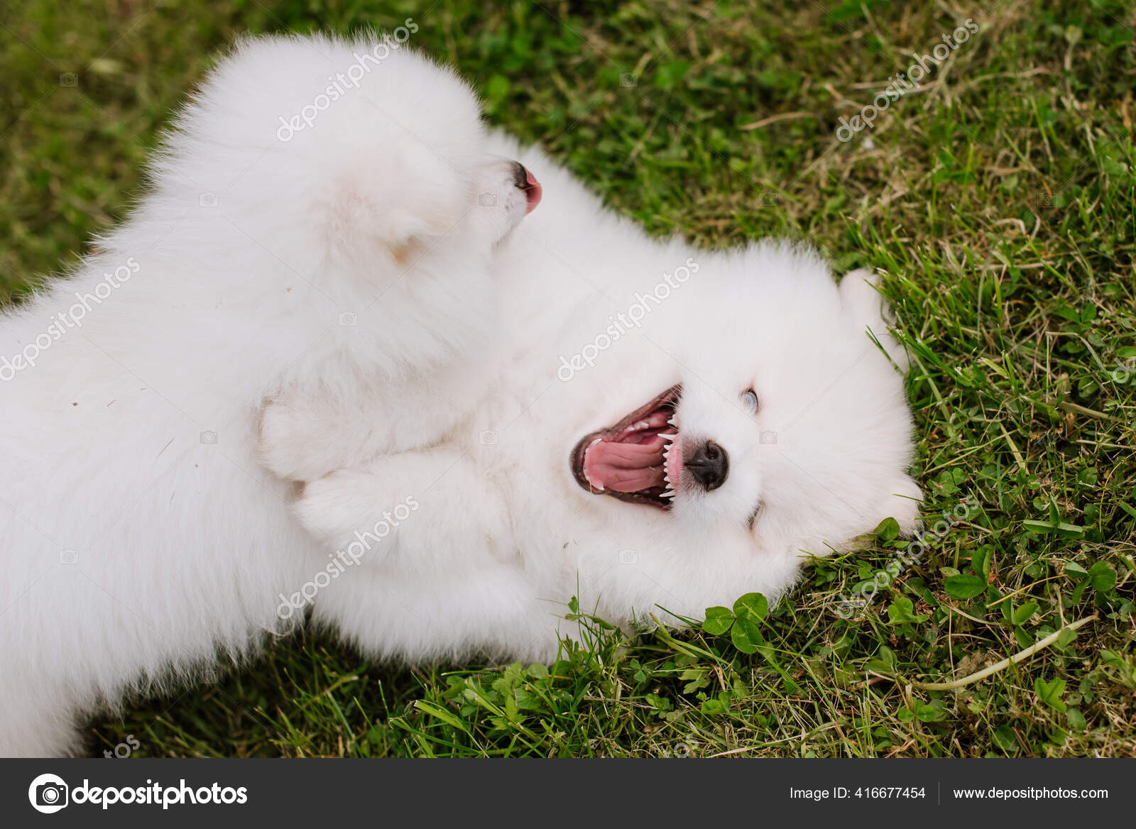Cute Adorable Pomsky Puppies