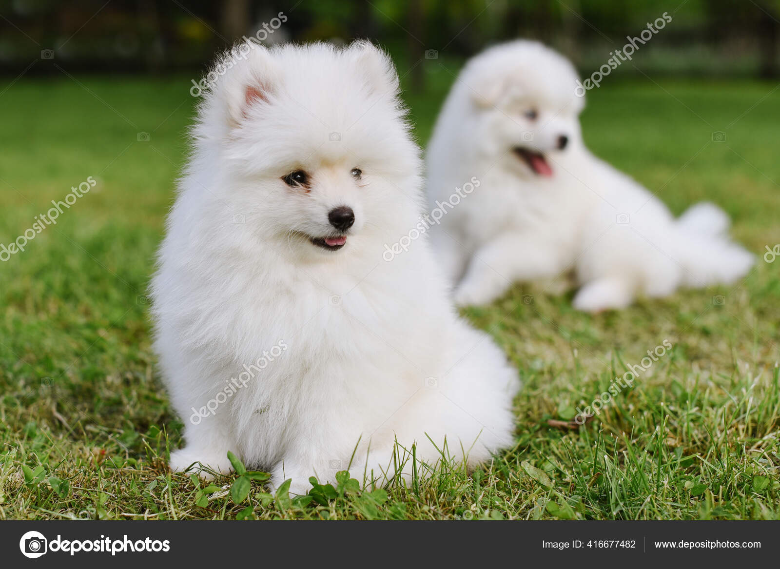 Cute Adorable Pomsky Puppies