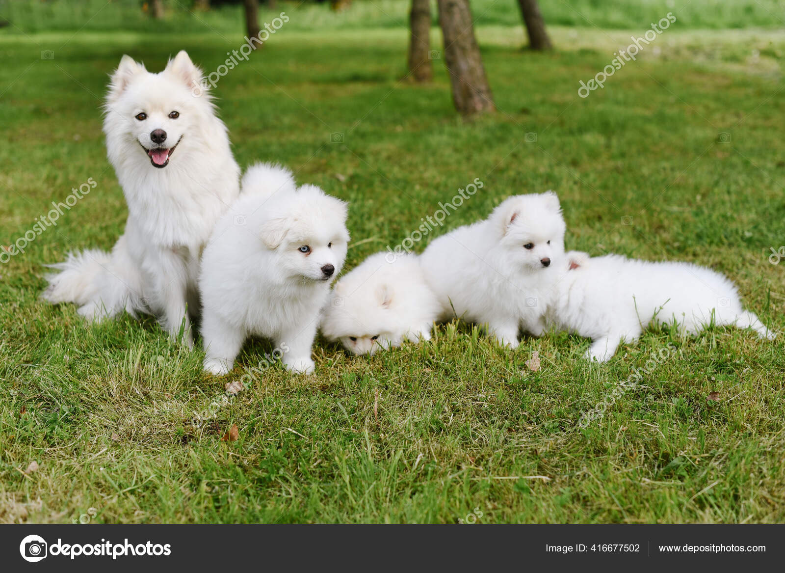 Pictures Of Cute White Puppies