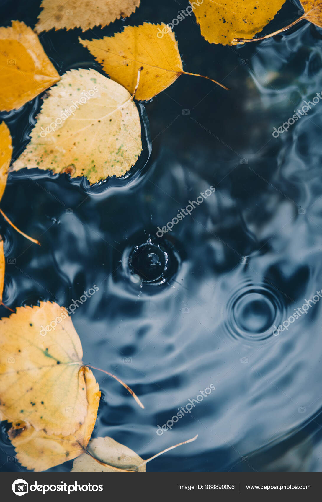 Big Drop Falling Puddle Leaving Radial Circles Surface Fallen Yellow ...