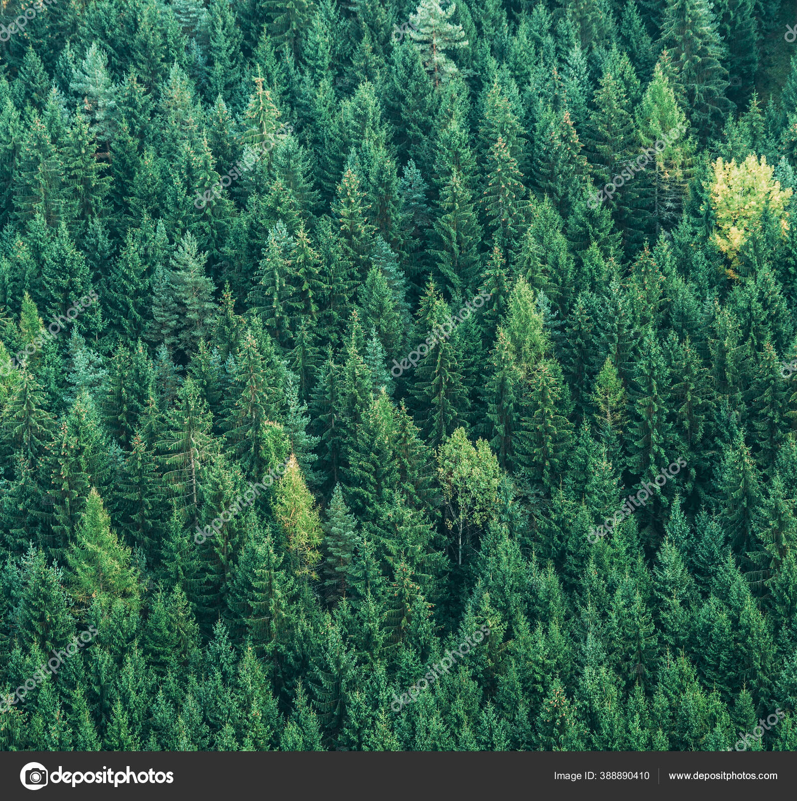 Aerial View Green Spruce Trees Forest Ecology Nature Concept Background ...