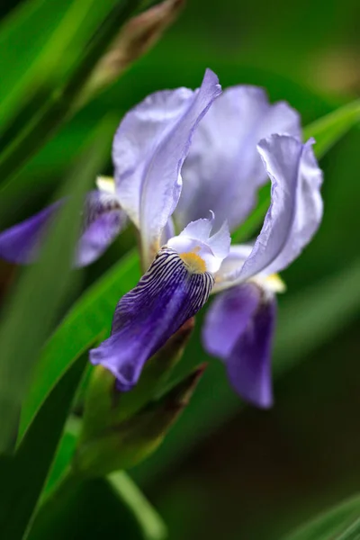 Japanese iris Stock Photos, Royalty Free Japanese iris Images ...