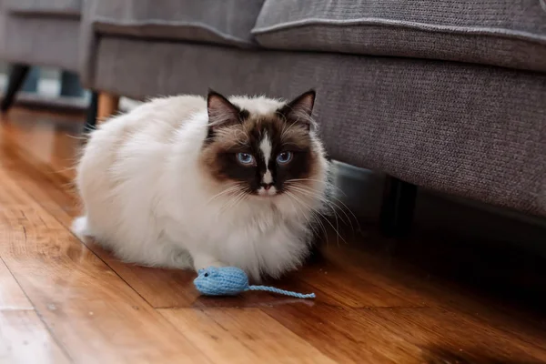 Ragdoll cat Stock Photos, Royalty Free Ragdoll cat Images | Depositphotos