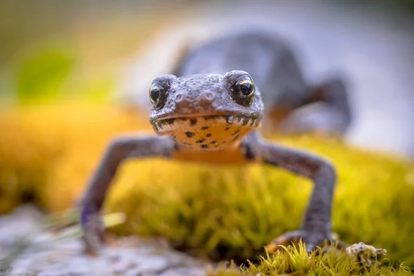 Little newt Stock Photos, Royalty Free Little newt Images | Depositphotos