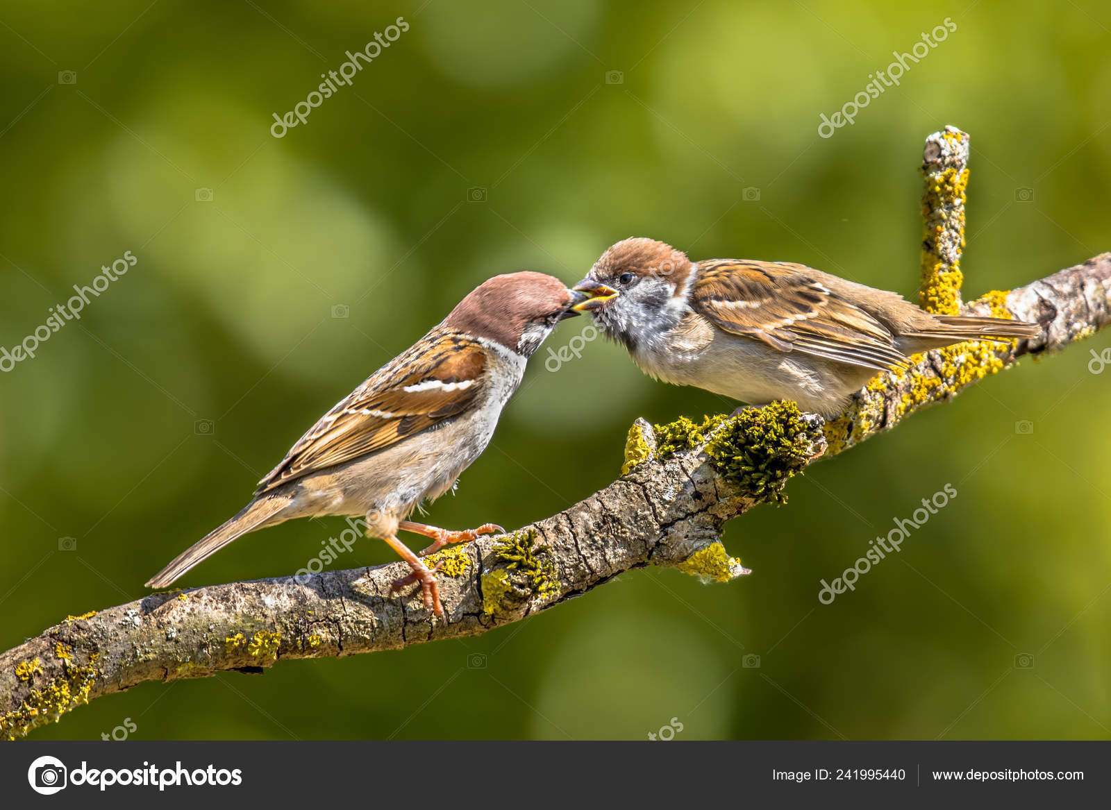 Eurasian Tree Sparrow Passer Montanus Parent Feeding Young Bird Branch ...