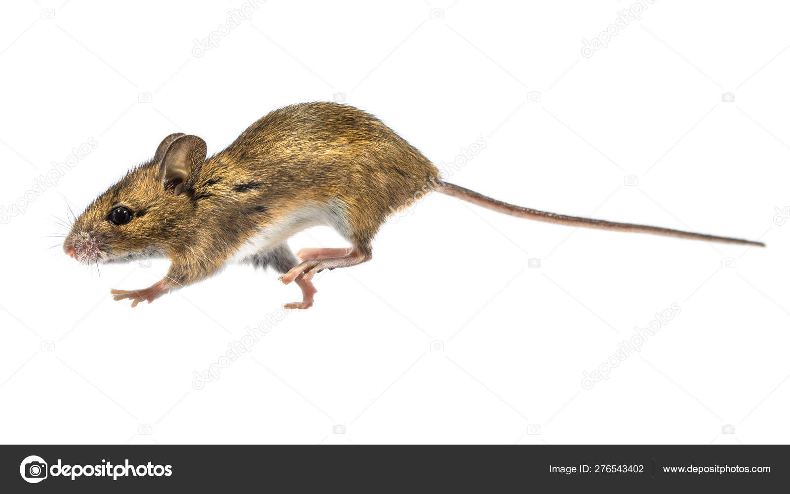 Running mouse isolated on white background — Stock Photo ...