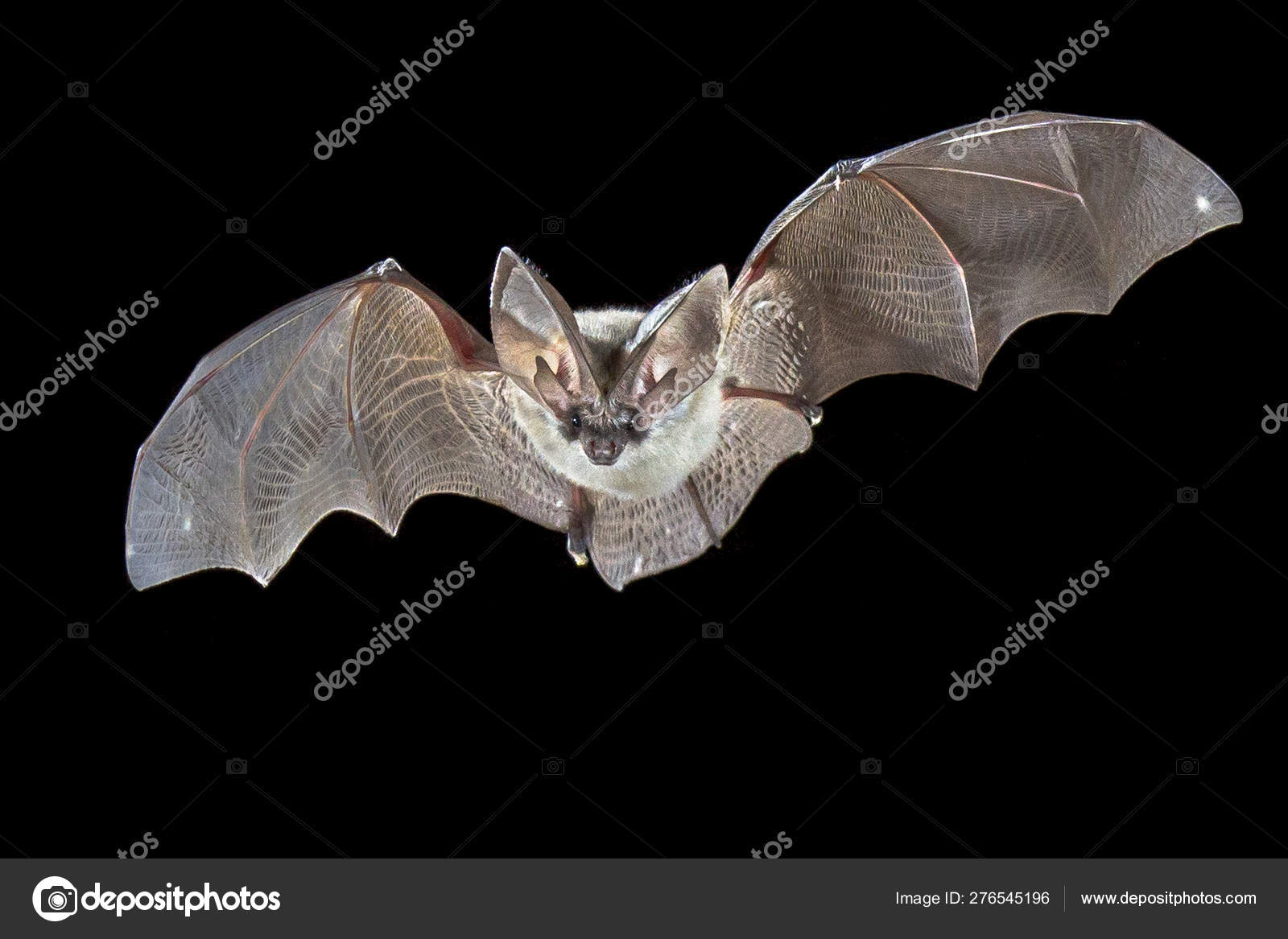 Flying Grey long eared bat — Stock Photo © CreativeNature #276545196