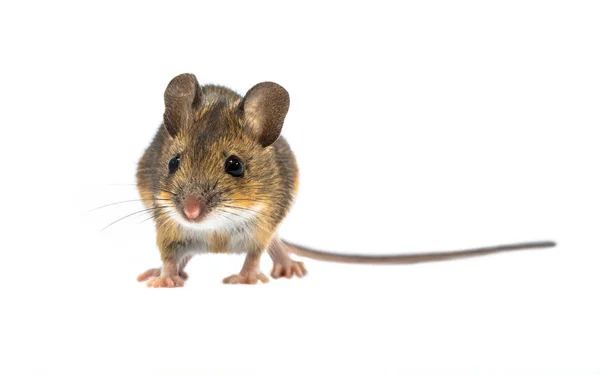 House mouse (Mus musculus) Stock Photo by ©icefront 30697873