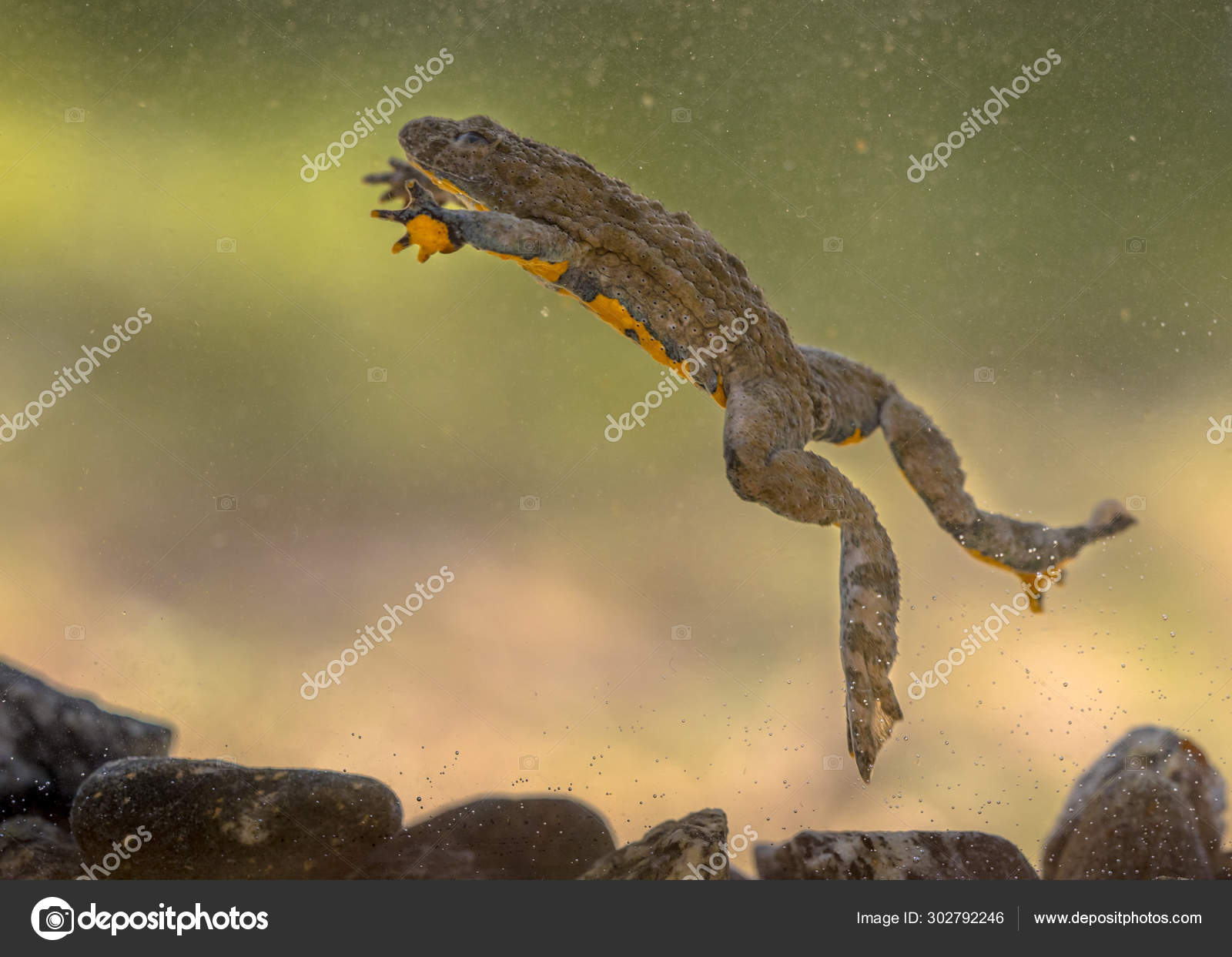 Submersed swimming Yellow bellied toad Stock Photo by ©CreativeNature ...