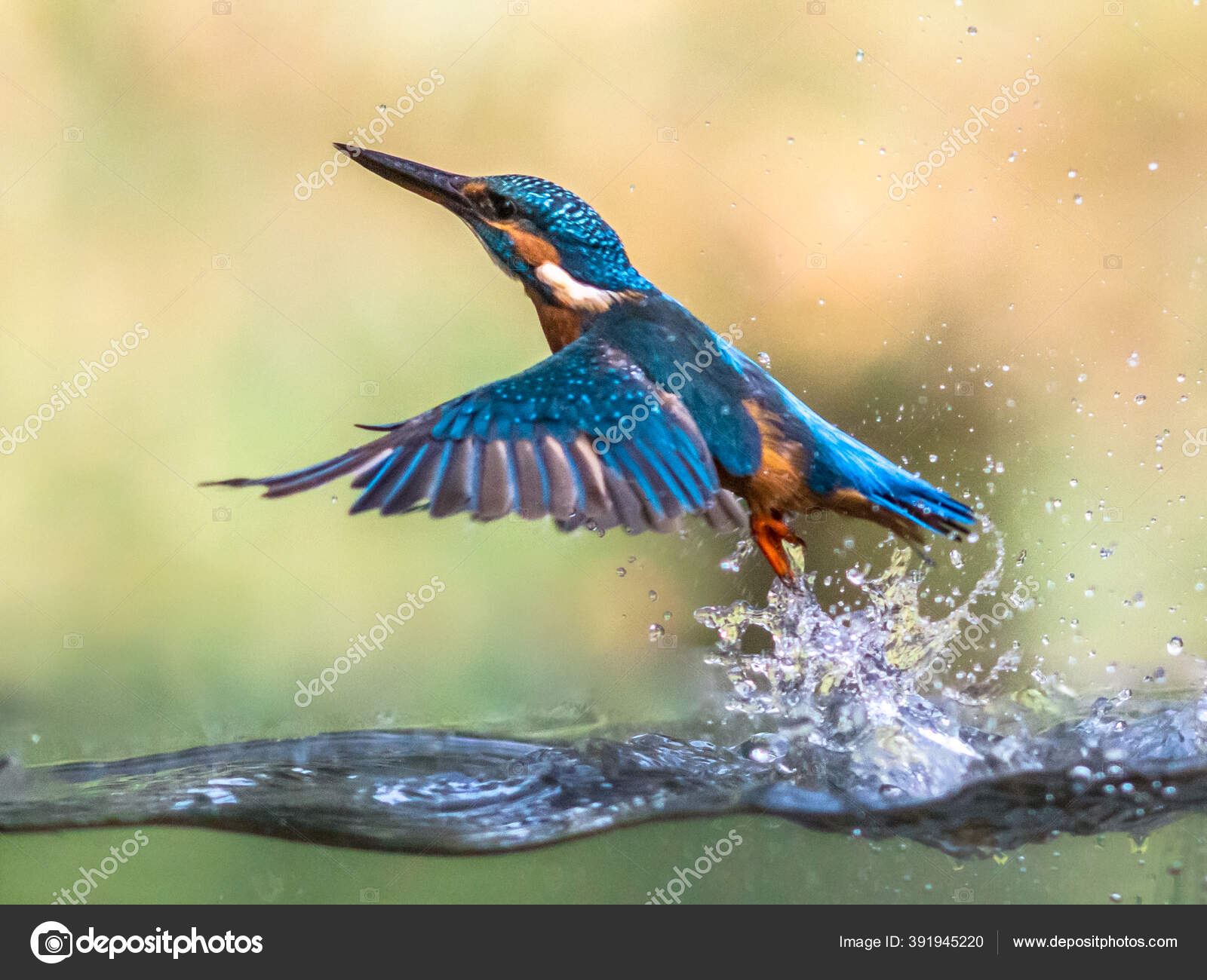 Pescador Común Europeo Alcedo Atthis Río Martín Pescador Buceo ...