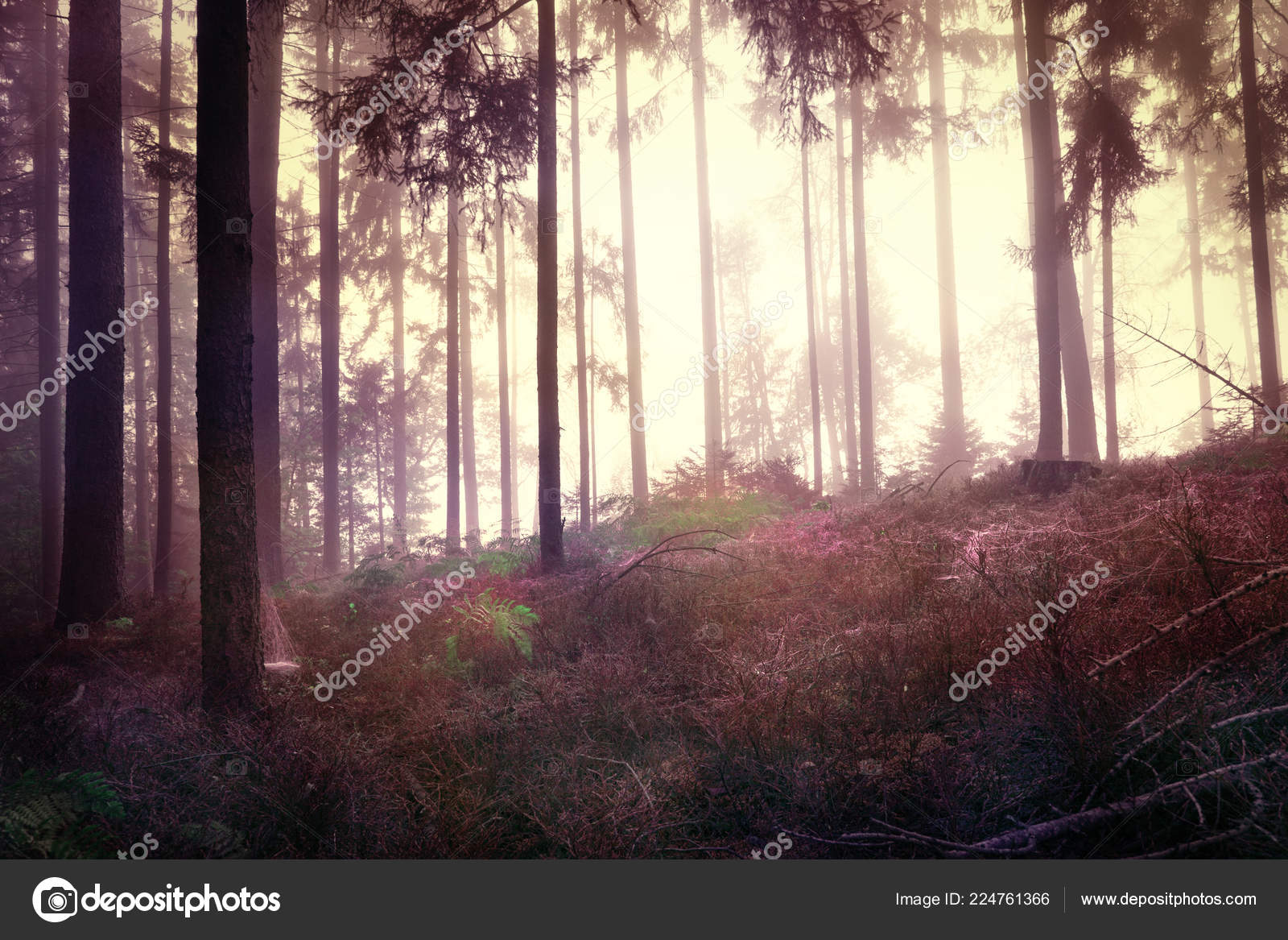 Red Colored Dark Scary Forest Tree Landscape Cobwebs Artistic Halloween ...