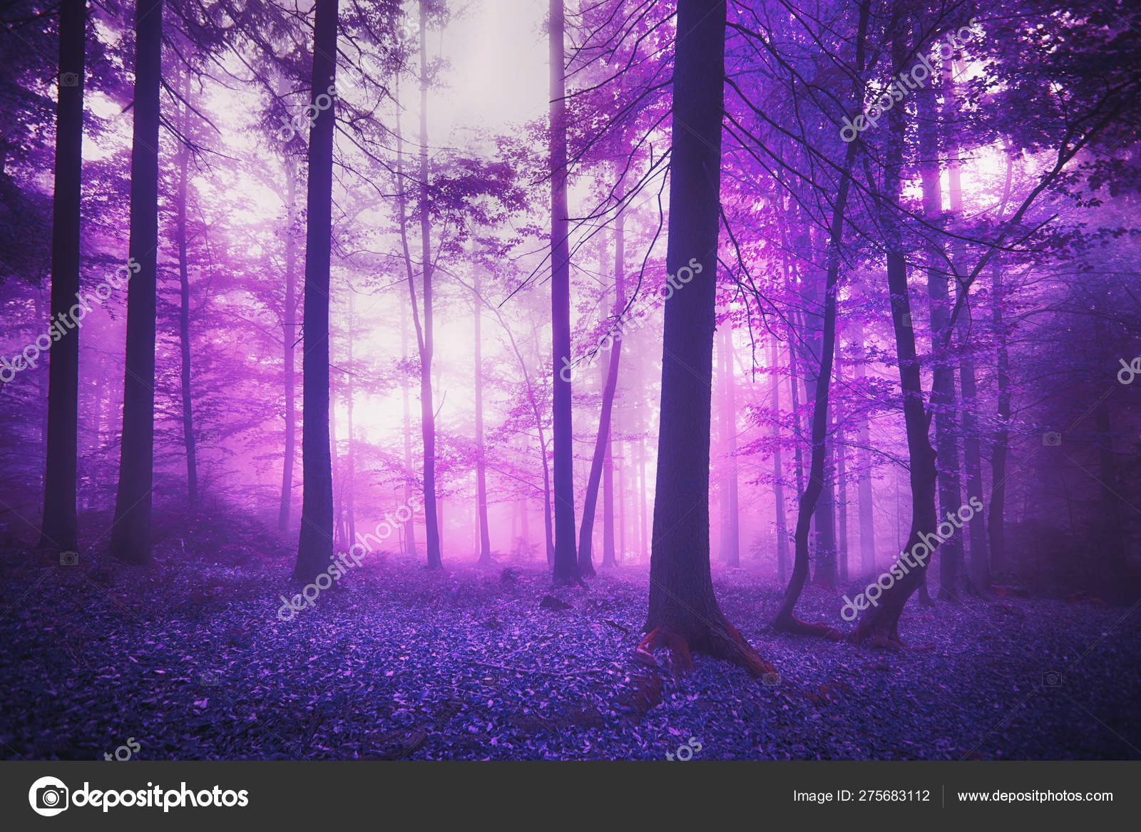 Mystic fantasy violet colored enchanted forest landscape — Stock Photo ...