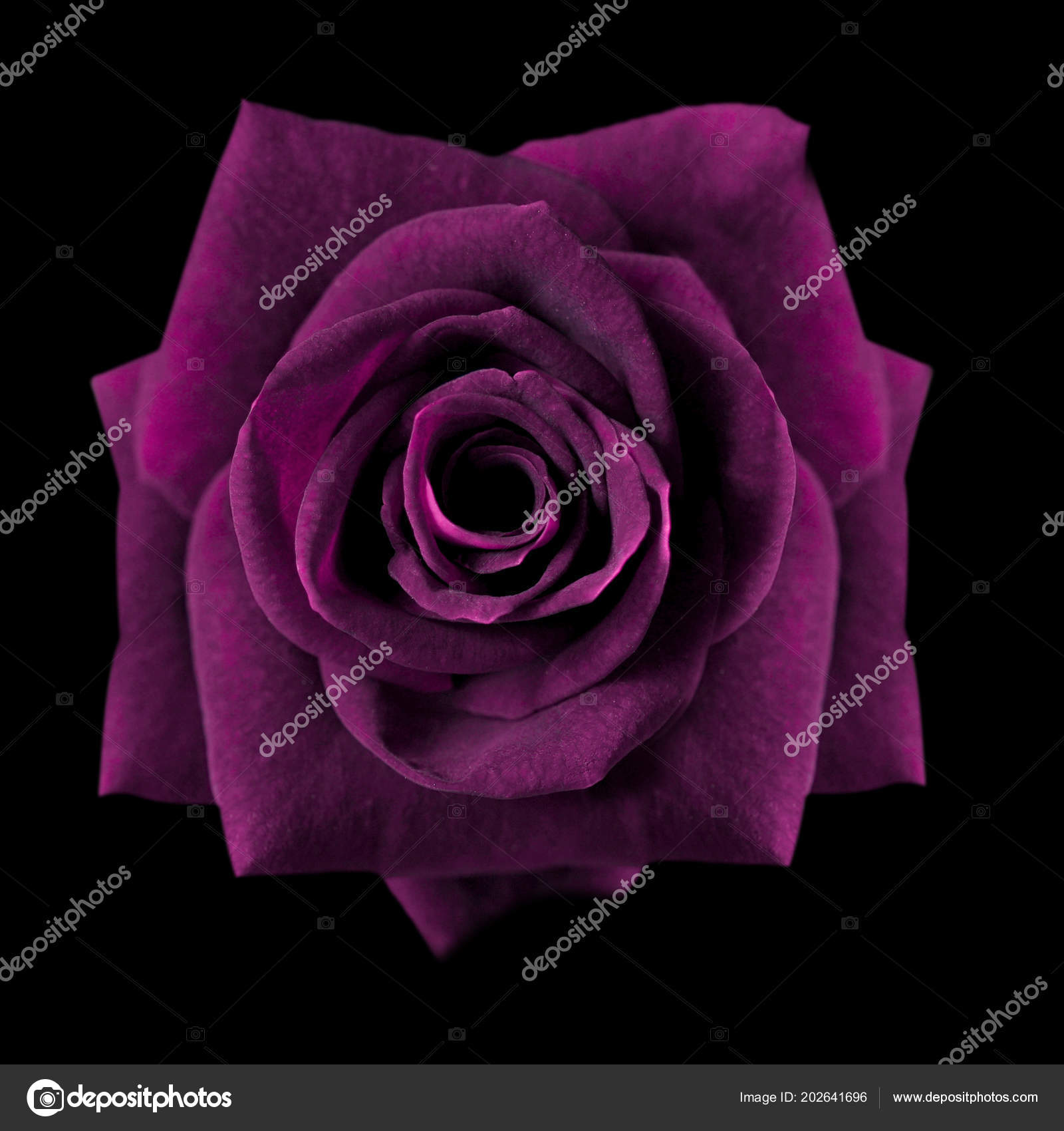 Dark Purple Roses Wallpaper
