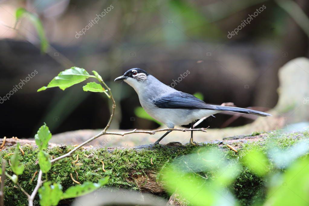 Sibia de cabeza negra (Heterophasia desgodinsi robinsoni) en Da lat ...