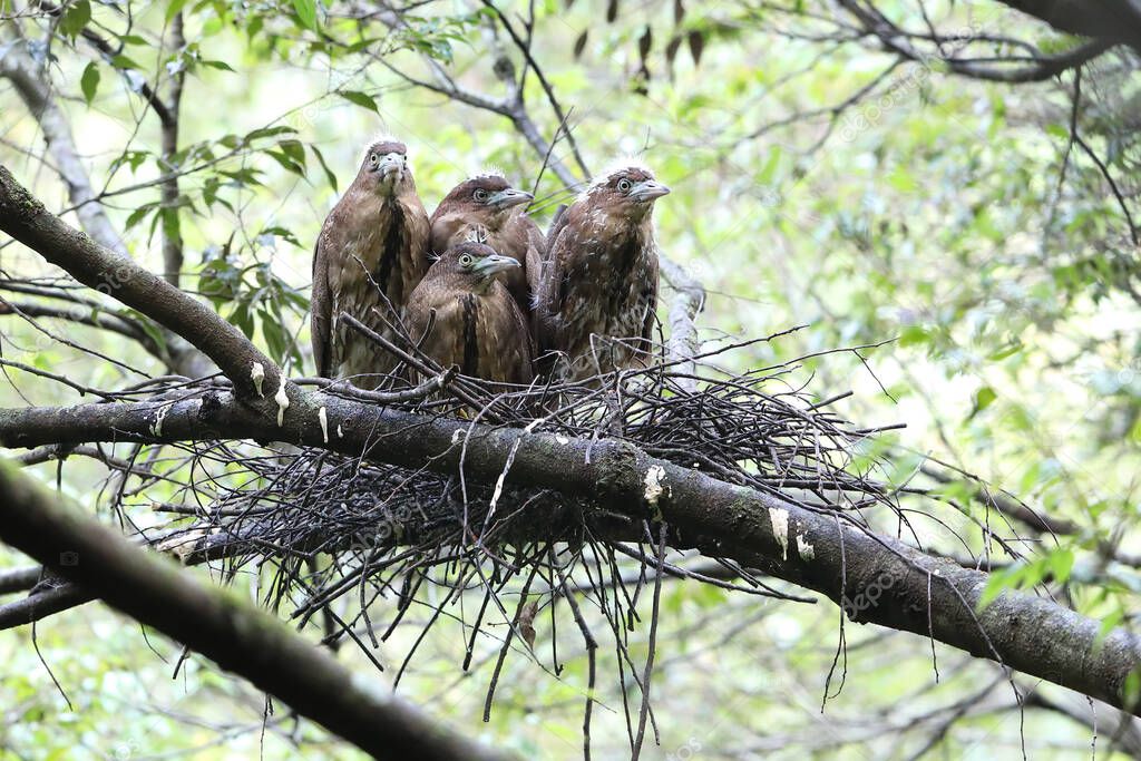 Garza nocturna japonesa (Gorsachius goisagi) anidando en Japón 2024