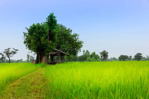 A tree in a rice field Stock Photos, Royalty Free A tree in a rice ...