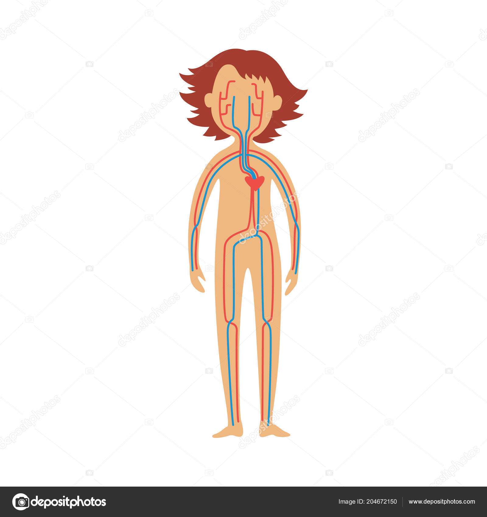 Kardiovaskulární systém člověka - schematický obrázek umístění ...