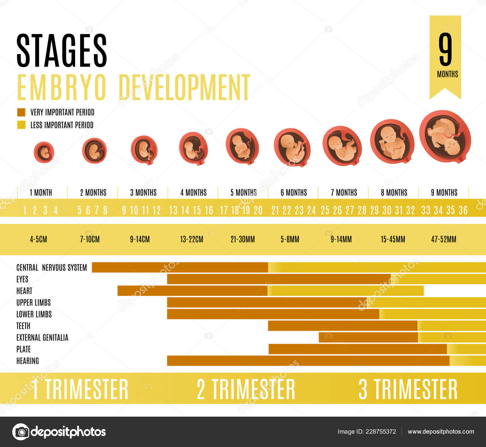 Fetal Development Timeline Chart