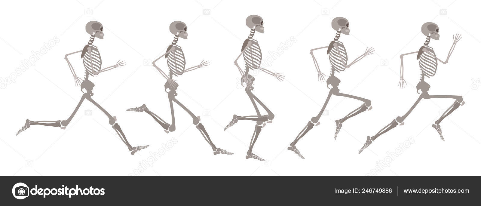 Vector human skeleton in motion and runnning set Stock Vector by ...