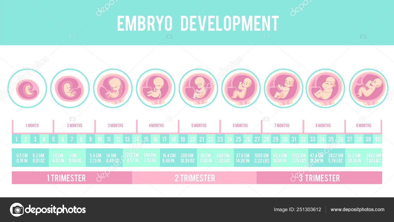 Grafico De Cronograma De Desenvolvimento Fetal Infográfico De