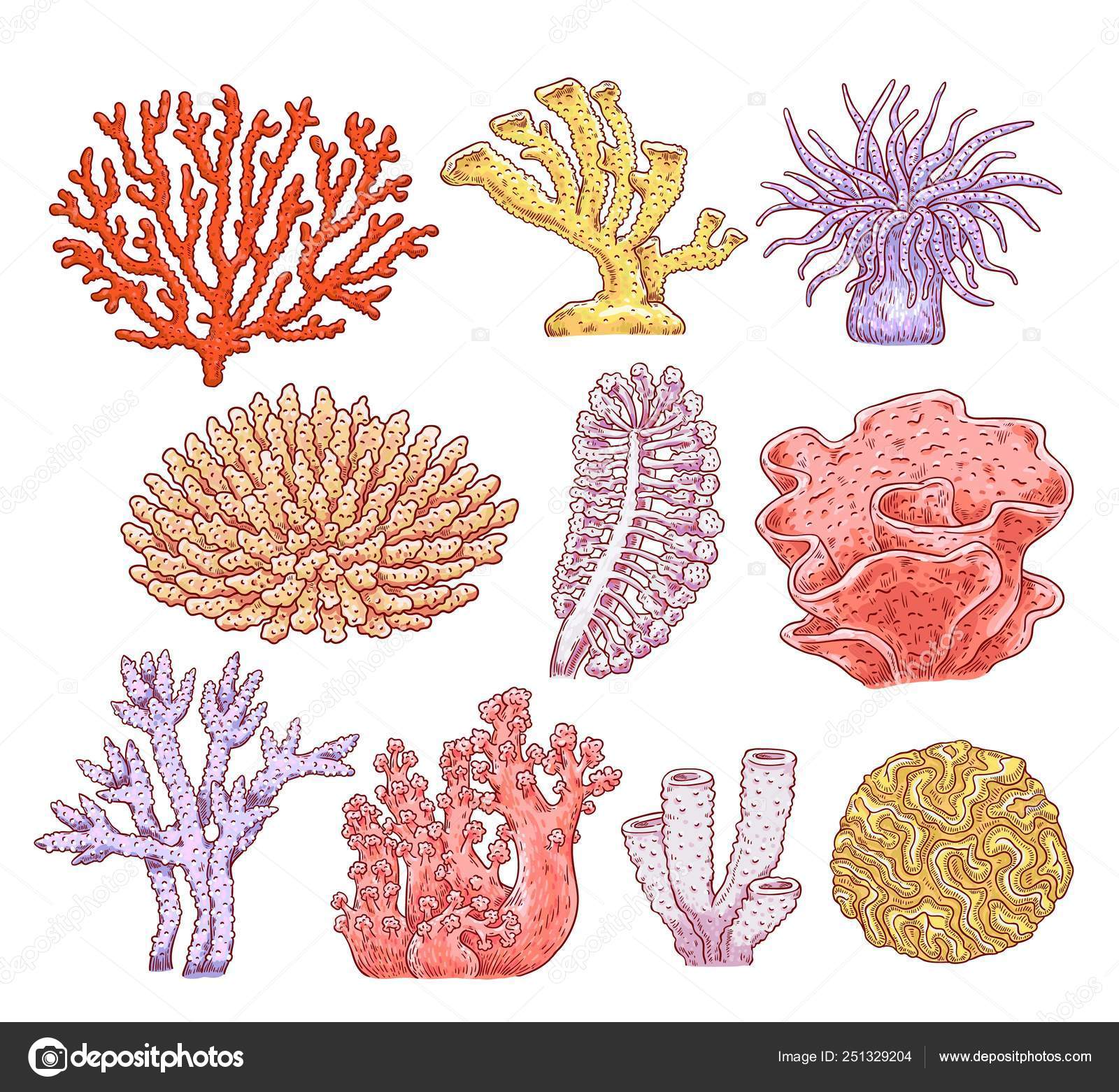 Types Saltwater Plants