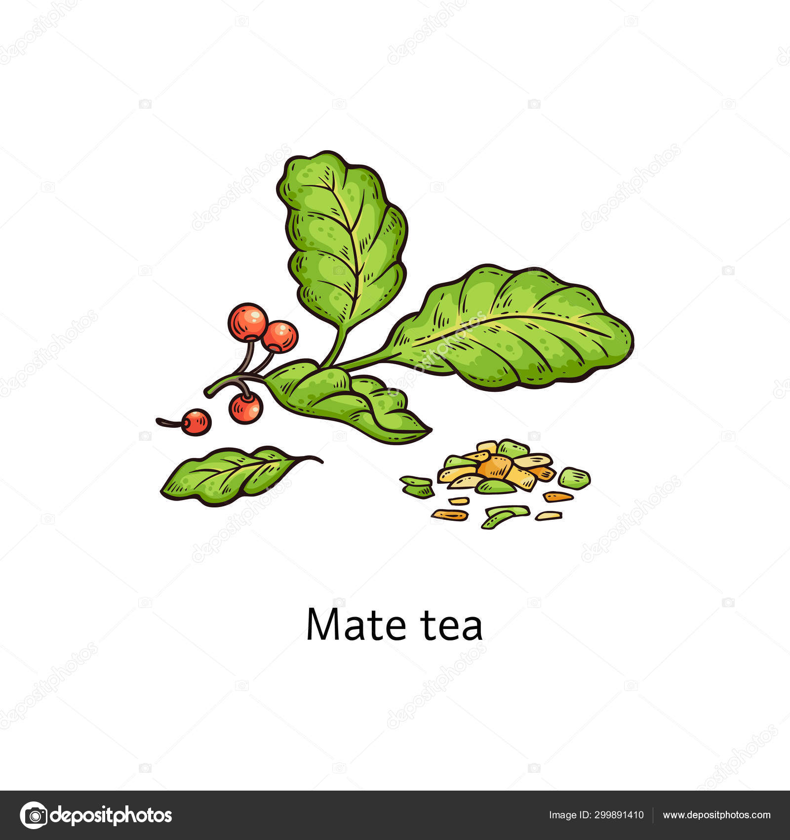 Mate tea leaves drawing isolated on white background Stock Vector by ...