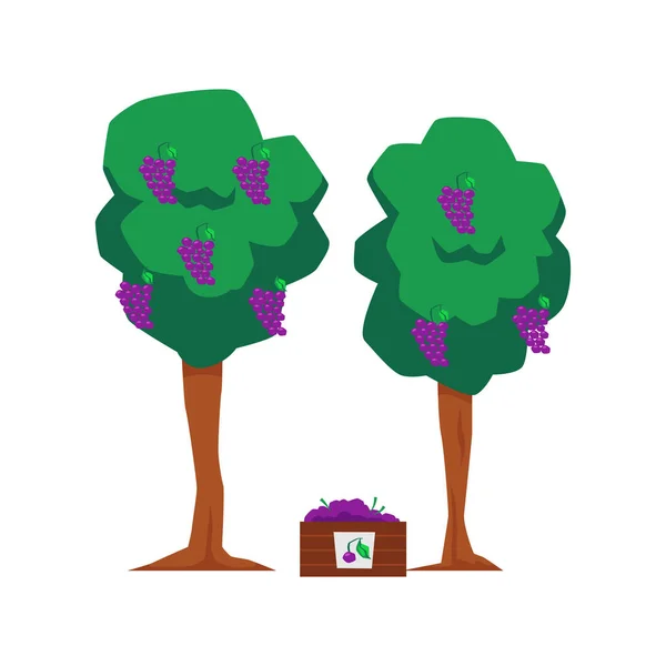 100,000 Grape tree Vector Images | Depositphotos