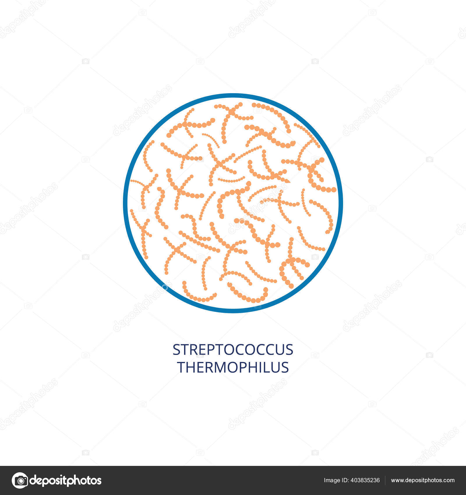 Streptococcus thermophilus bacterium en el microscopio ver Vector de ...