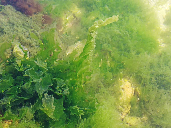 Fond marin algues images libres de droit, photos de Fond marin algues ...