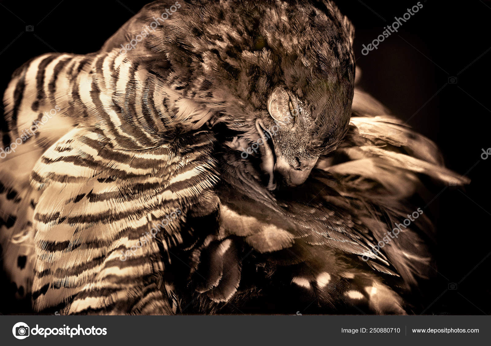 Close Preening Bird Prey — Stock Photo © Johnlize #250880710