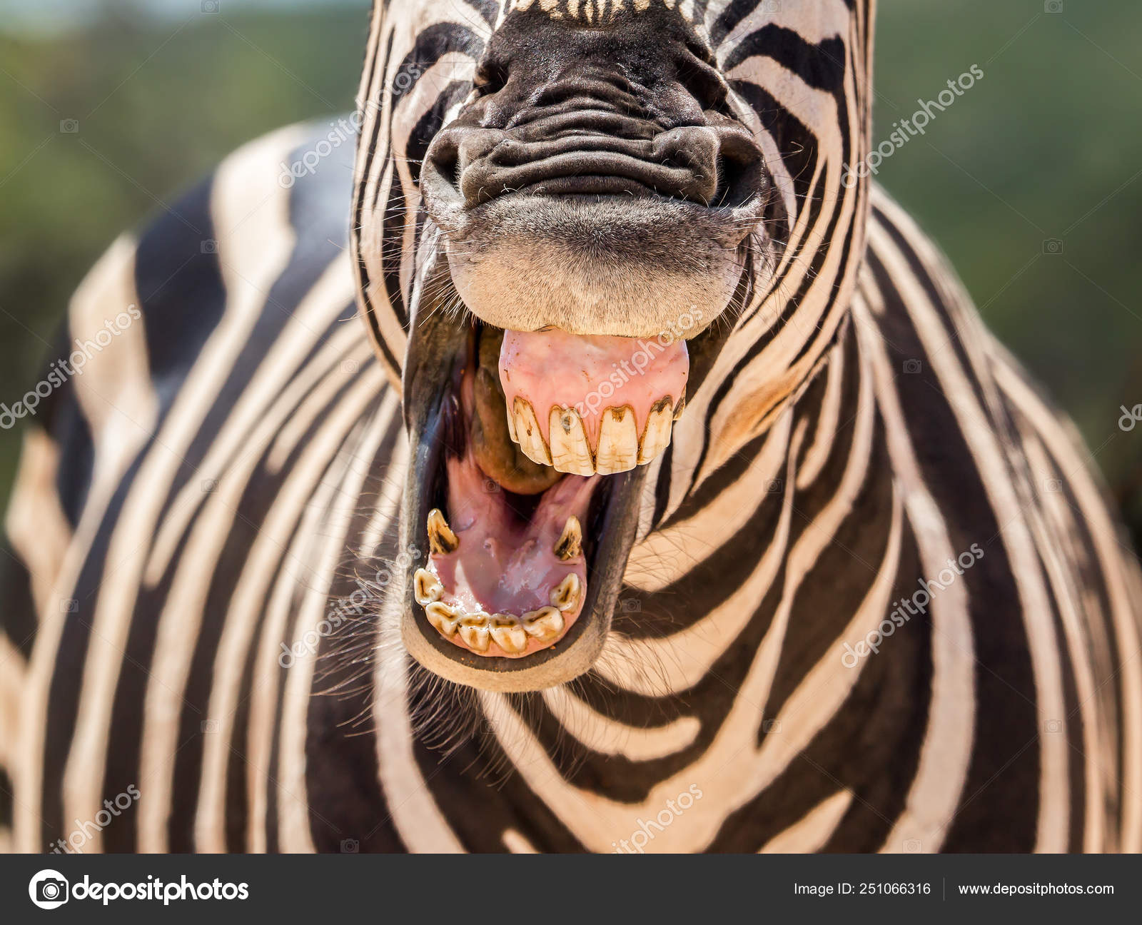 Zebra Teeth Sean Crane Photography