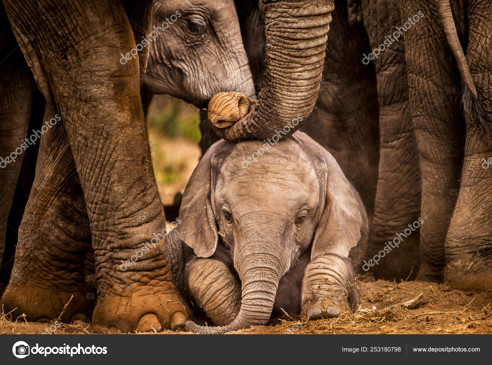 African Elephant And Calf