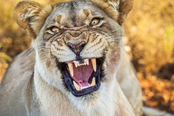Lioness is furious, evil eyes look frenzied fanged mouth ajar i — Stock ...