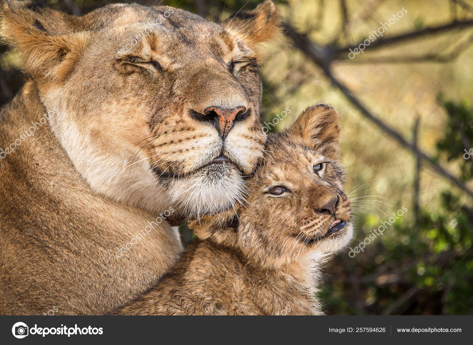African Lion Cubs With Mother