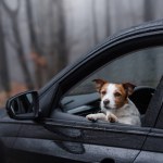 Jack Russell Terrier Dog Driving a Car Stock Photo by ©Feverpitch 2345796
